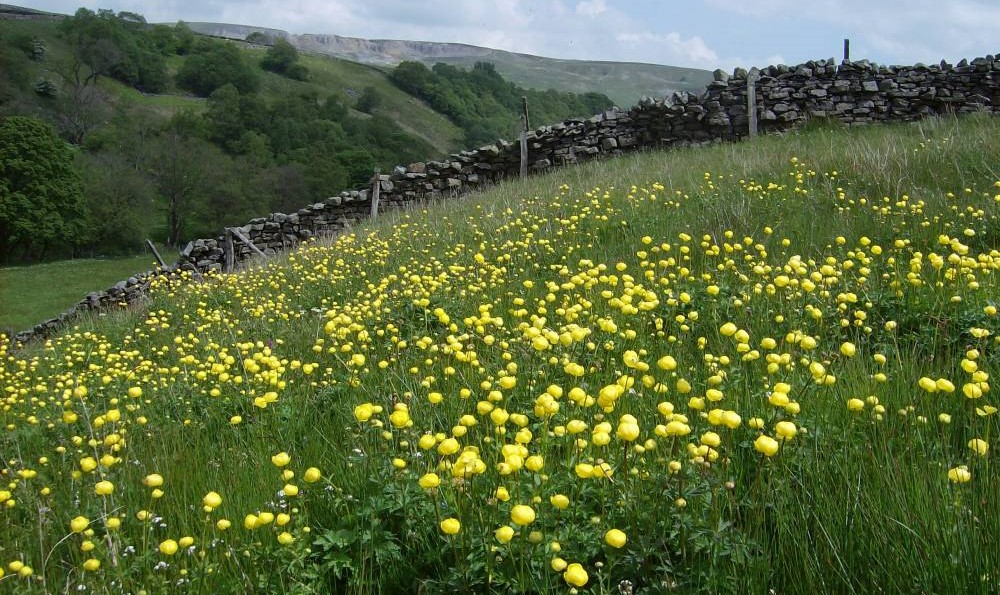 Flowers and Plants | Swaledale and Arkengarthdale Archaeology Group (SWAAG)